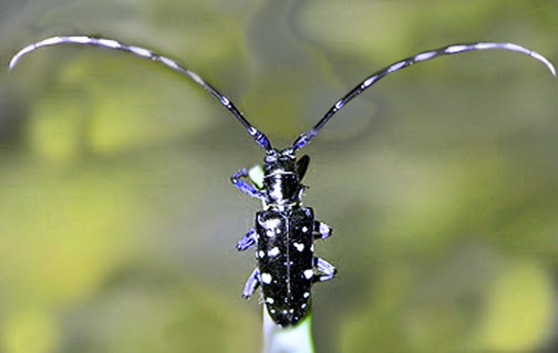 Exoten in Nederland: Aziatische boktor