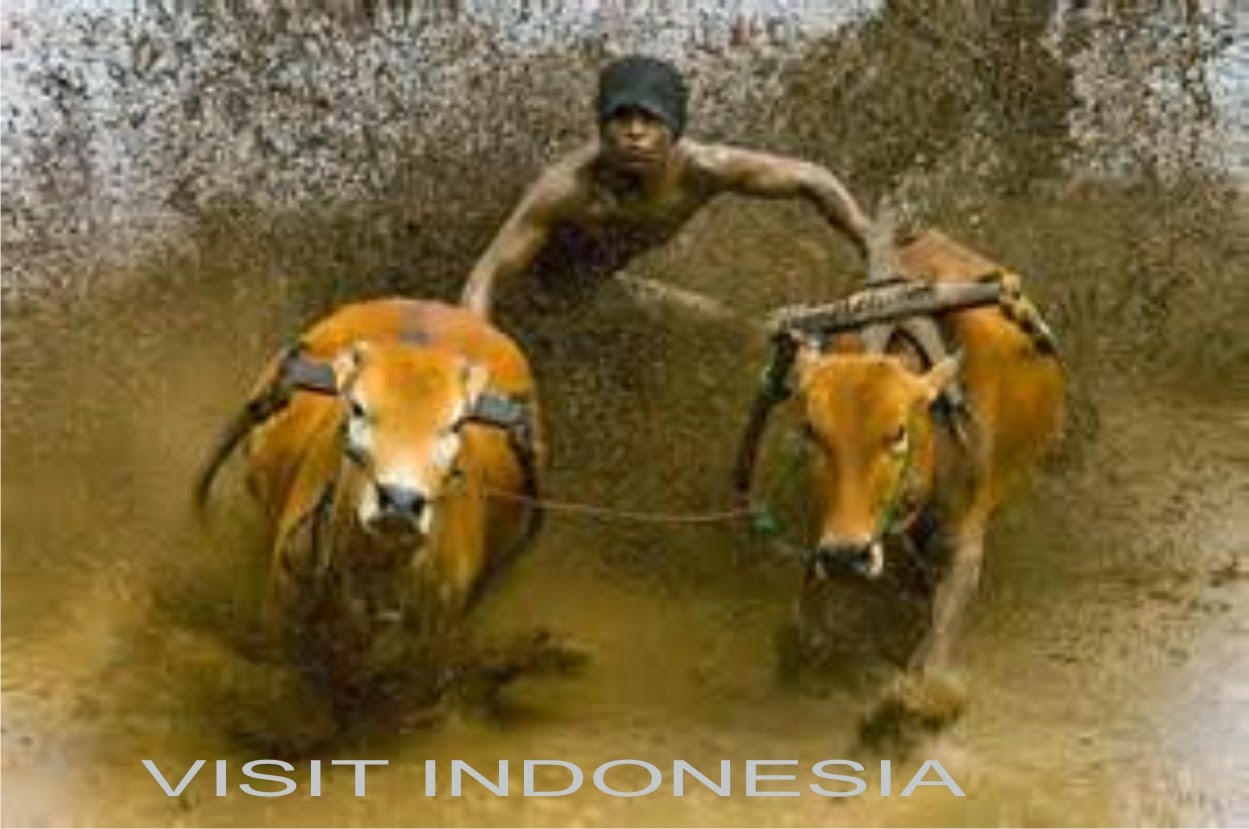 culture of INDONESIA: karapan sapi(cow racing)