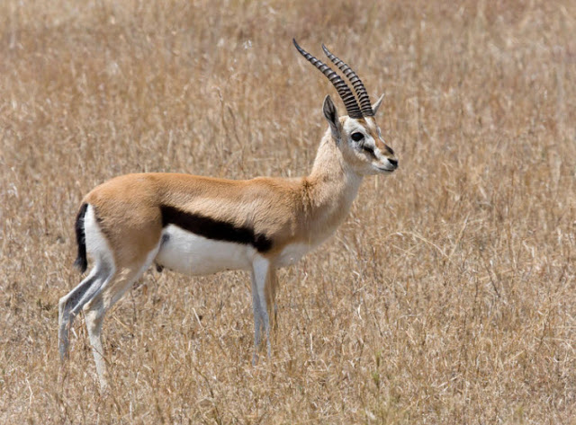 Thomson Gazelle | The Biggest Animals Kingdom