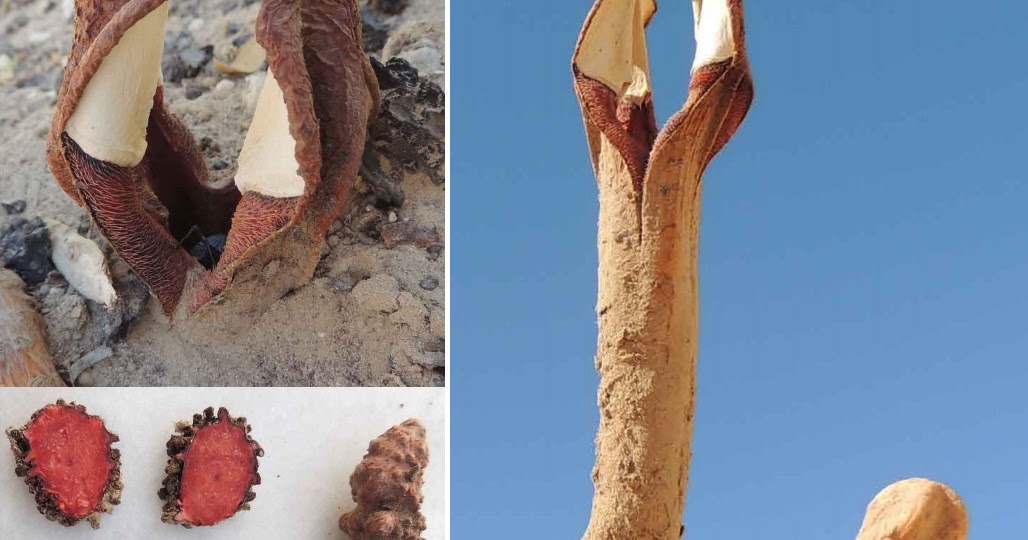 Hydnora Africana Fruit