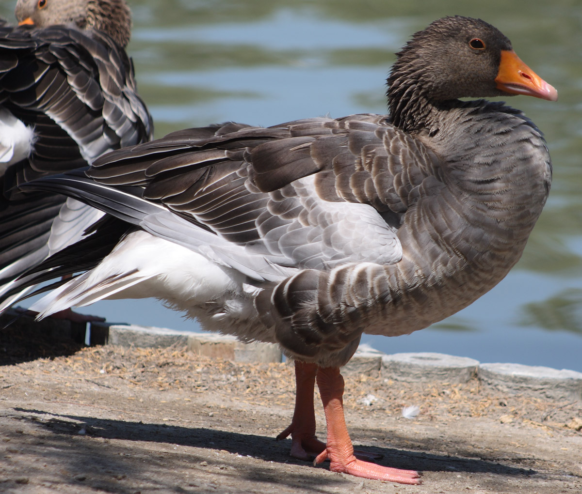 MEDITACIONES: LA OCA