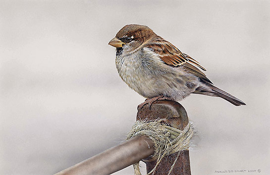 INK-DWELL: BIRD ART I HEART