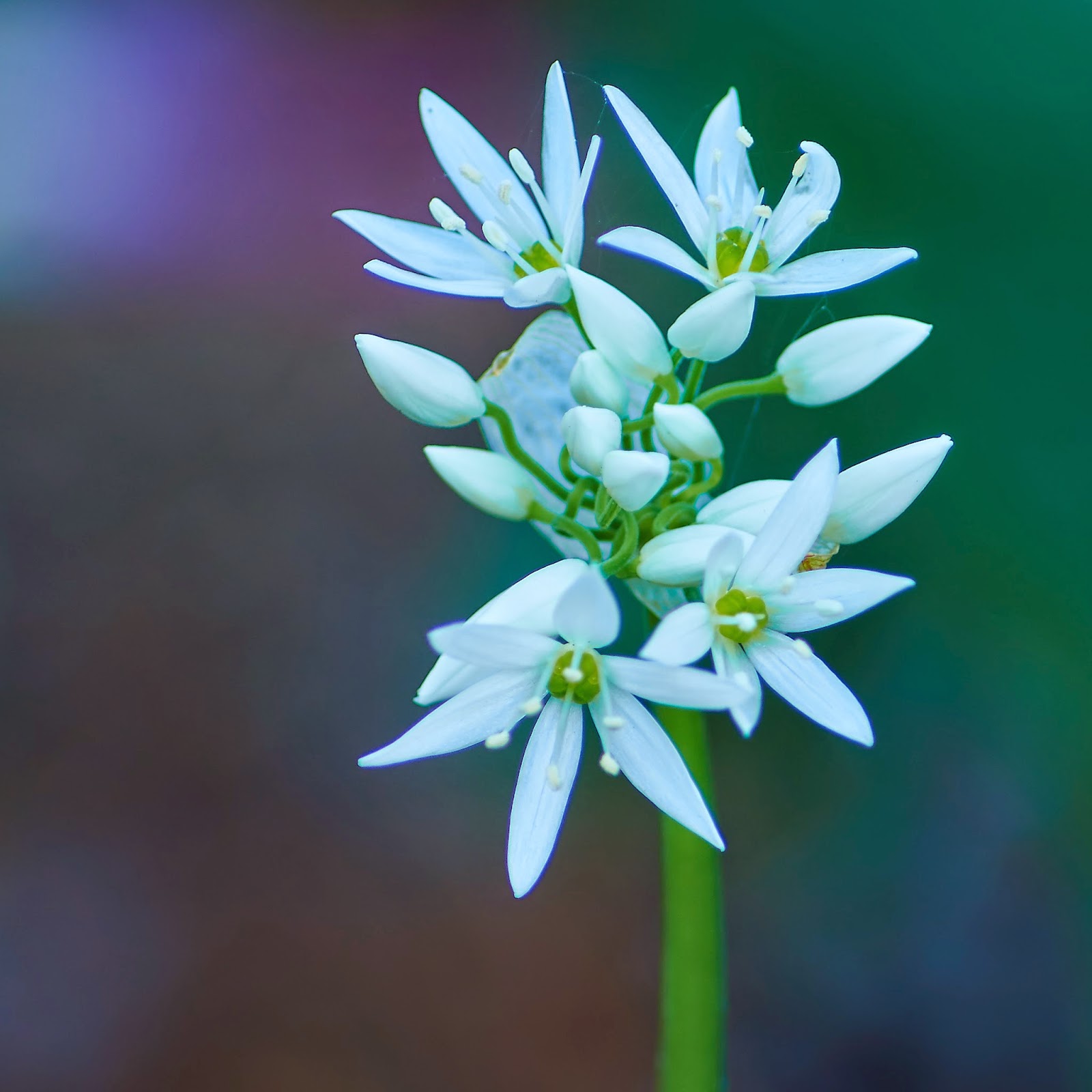 Pinse billeder og urtehaven