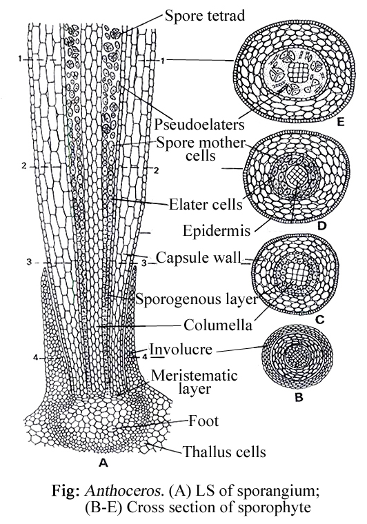 ANTHOCEROS - CLASSIFICATION, STRUCTURE OF THE GAMETOPHYTE, REPRODUCTION ...