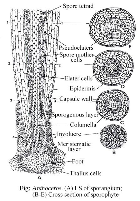 ANTHOCEROS - CLASSIFICATION, STRUCTURE OF THE GAMETOPHYTE, REPRODUCTION ...