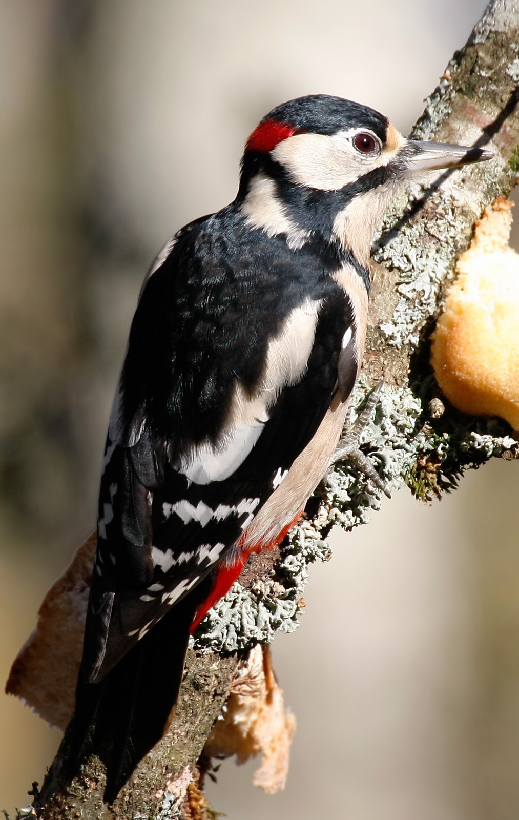 Navarra al natural: noviembre 2011