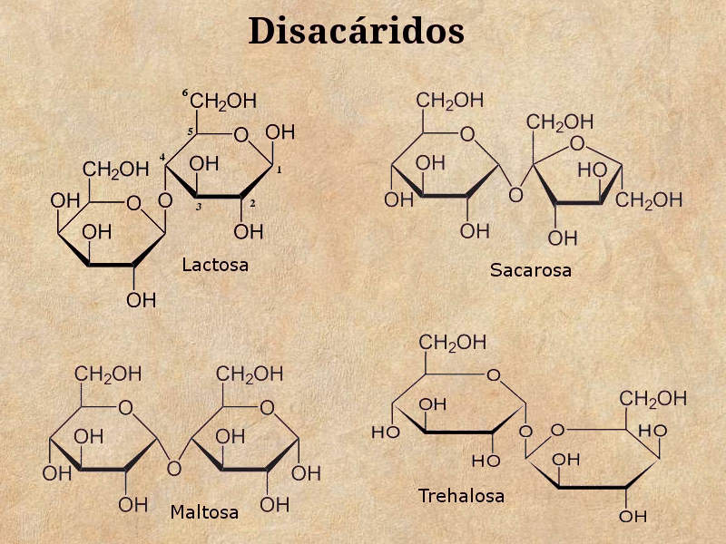Carbohidratos