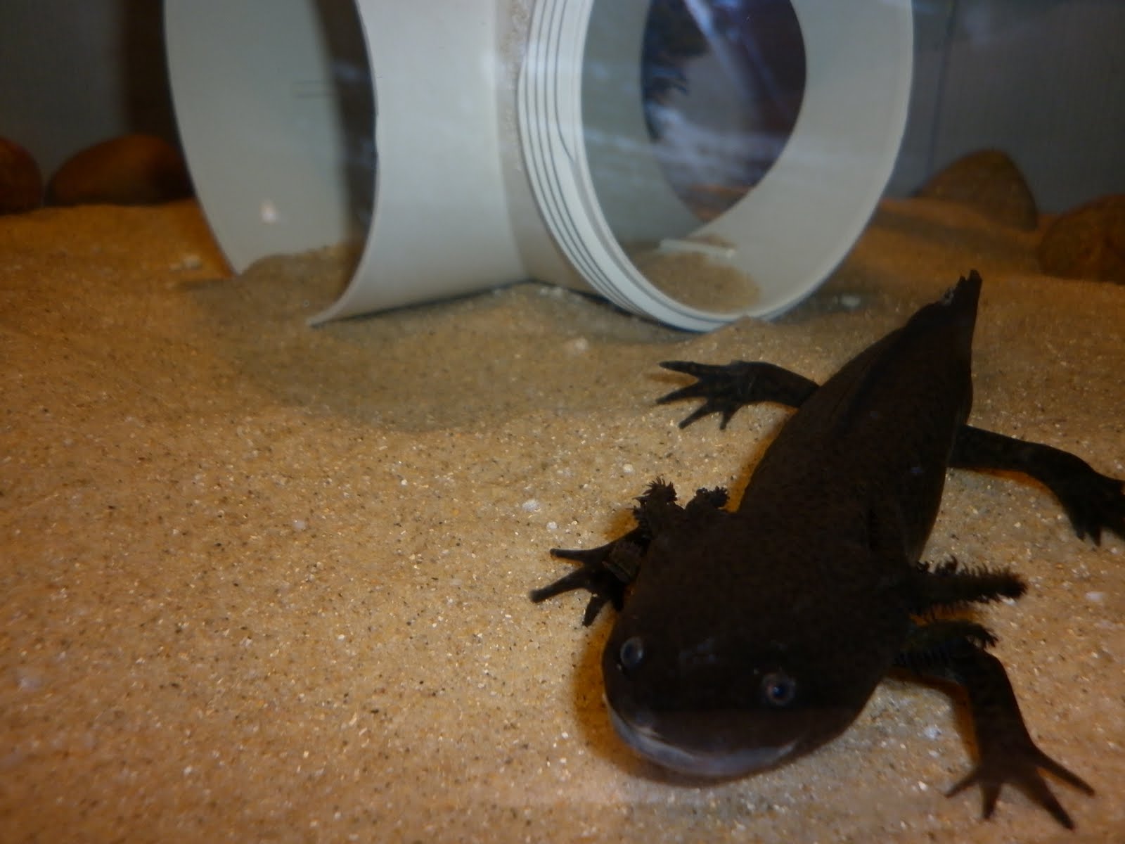 All About Axolotls: Axolotl Colours