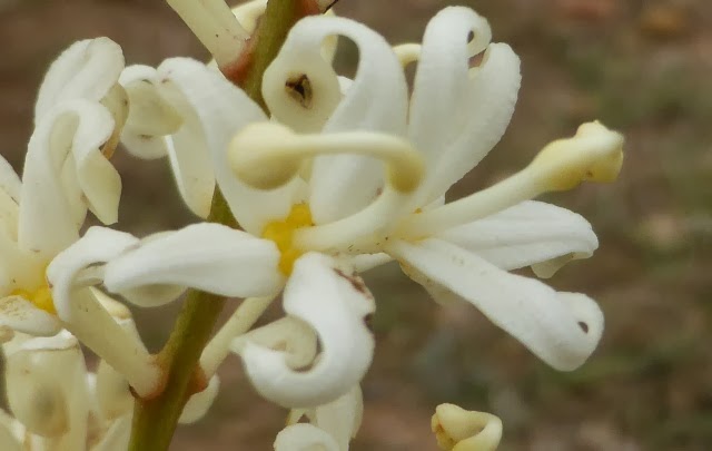 ANPS goes North (in terms of Monga NP): Mainly Flowering plants