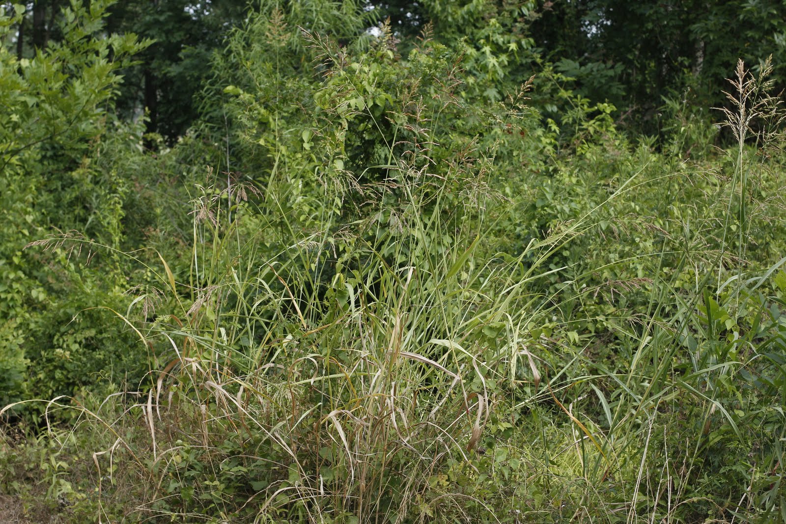 Ondine's Curse: Johnsongrass