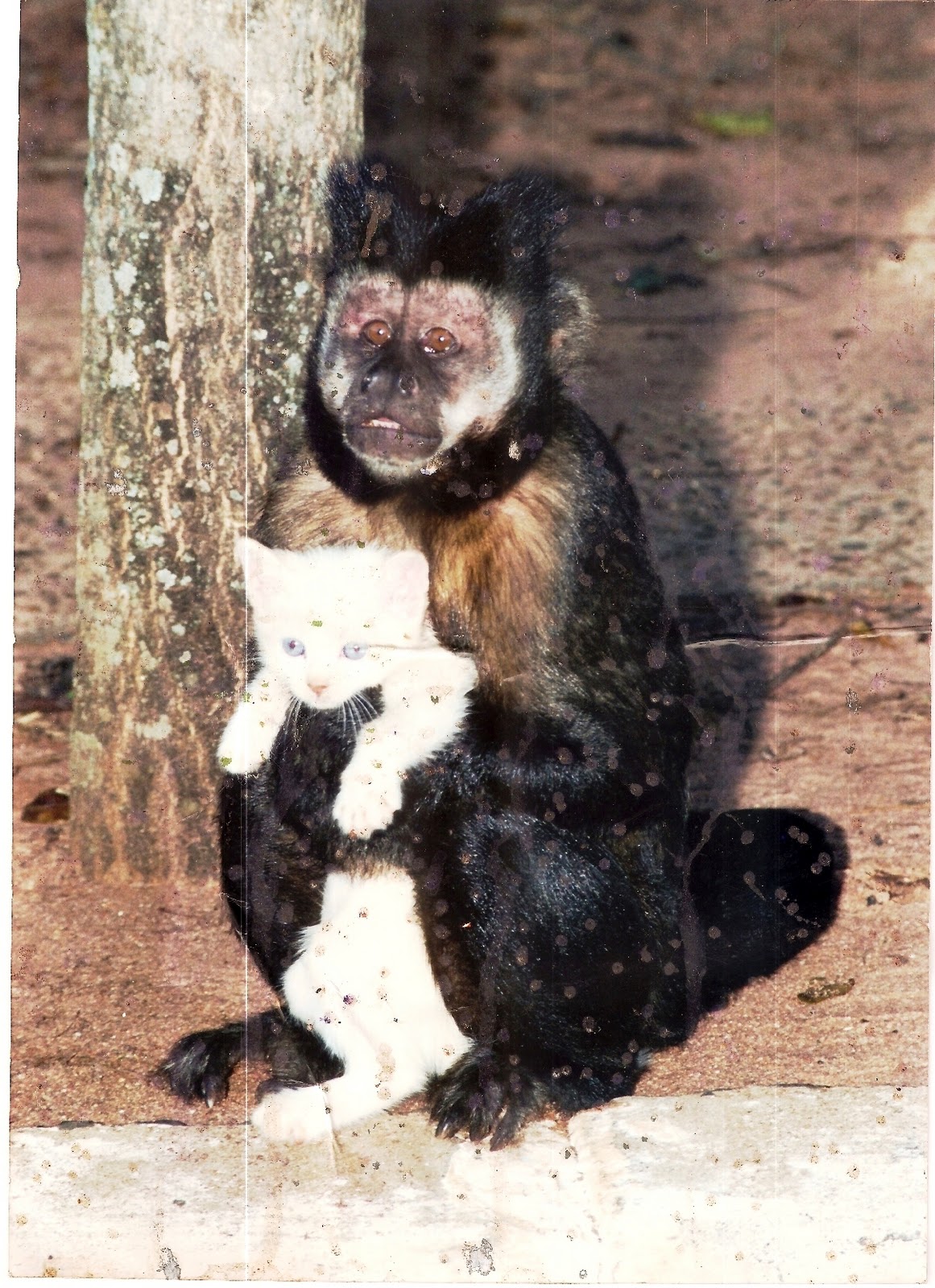 JARDINS DO CORAÇÃO!!: Macaco-prego