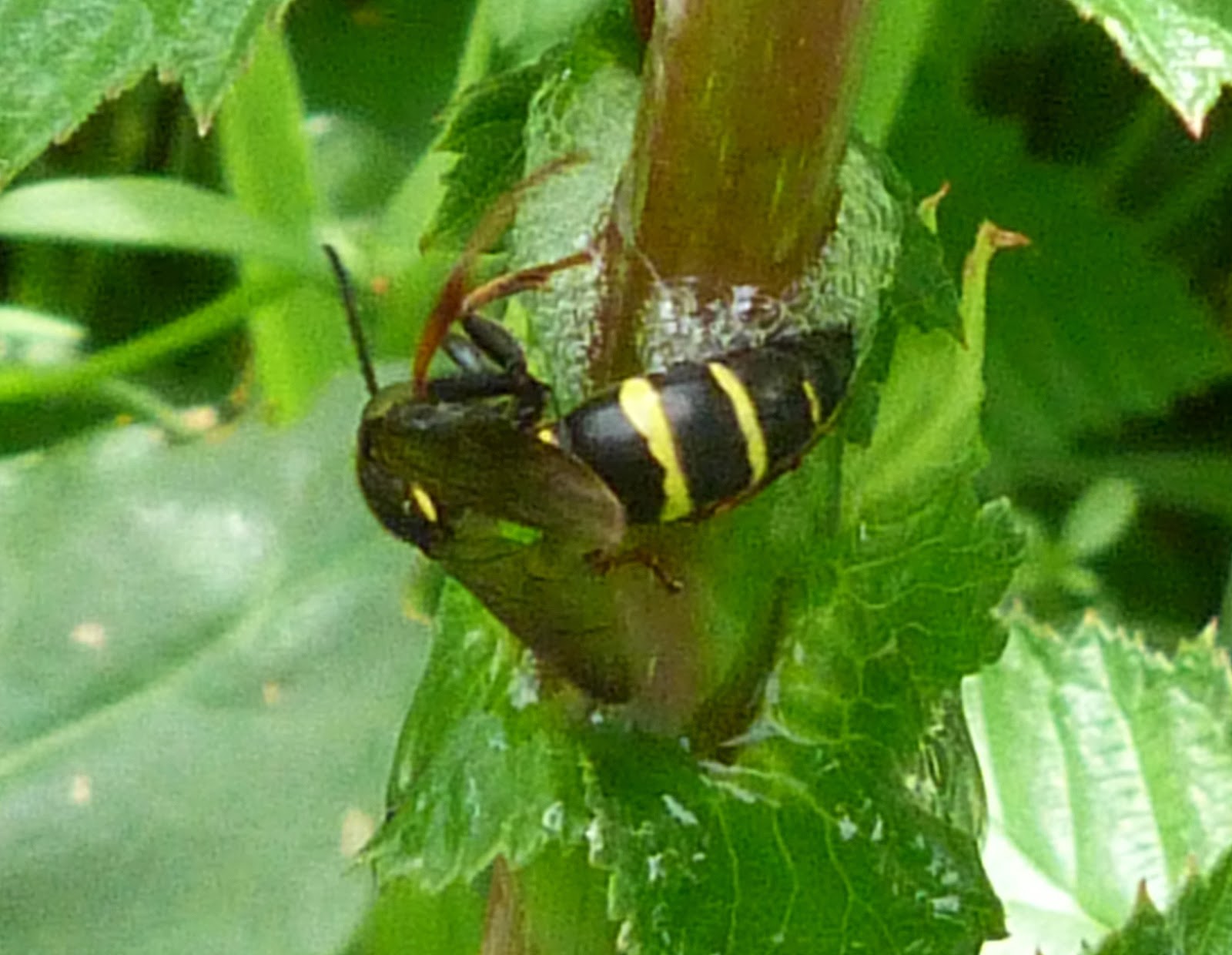 Insects of Scotland: Bees/Wasps/Ichneumons/Sawflies/Ants