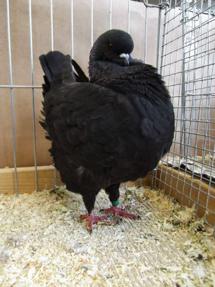 Fancy Pigeon Breeds: Modena Pigeons