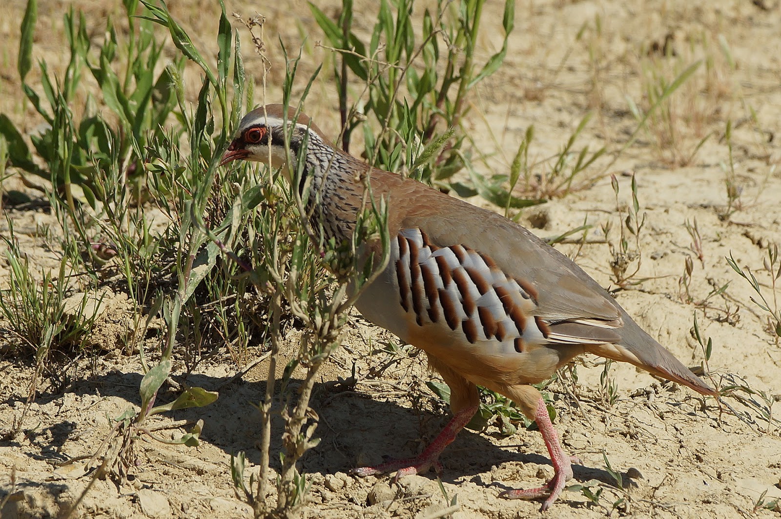 Pasión por las aves: Perdiz roja.(Alectoris rufa)