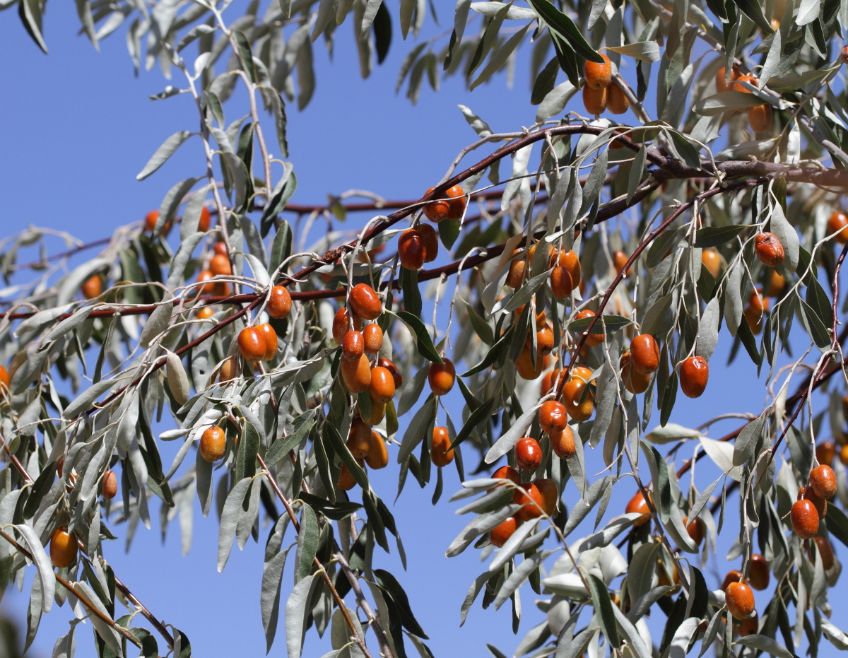 İğde Nedir? Faydaları Nelerdir?