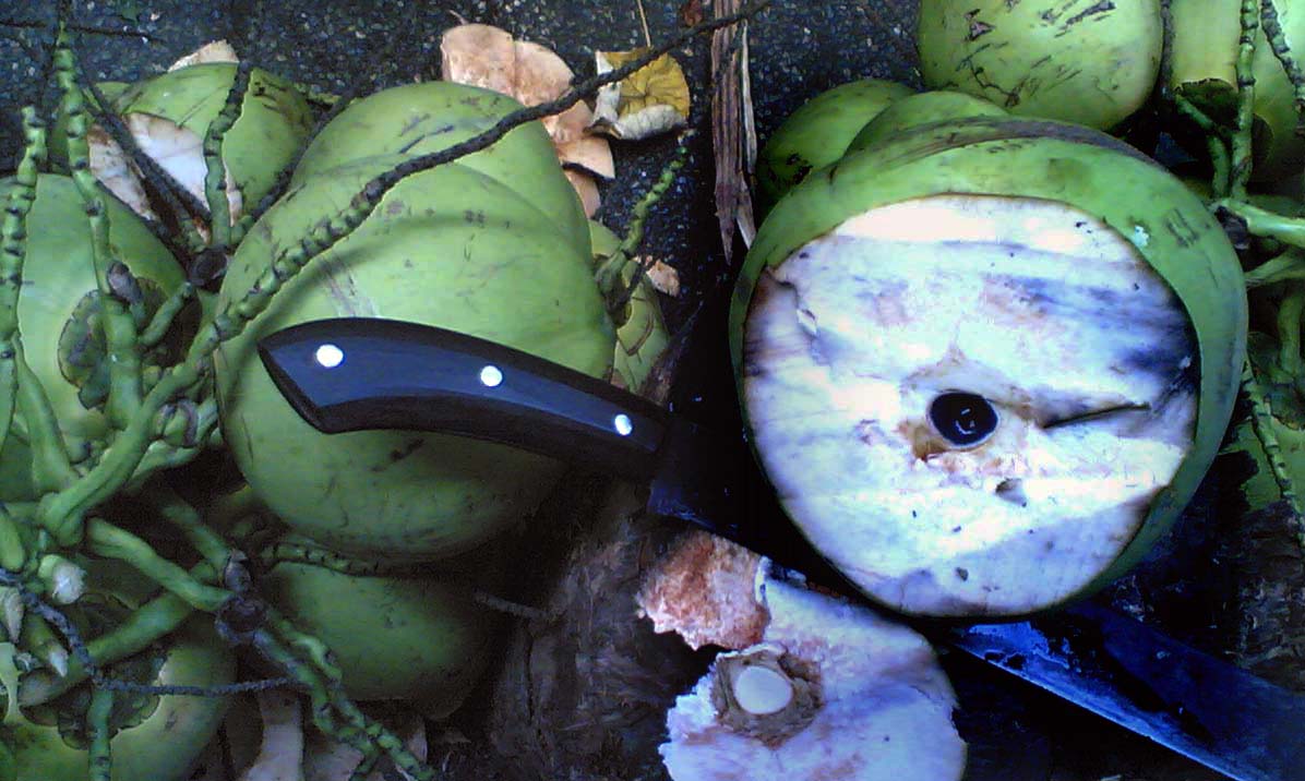 Living with Nature - School on Blog by Dr. Abercio V. Rotor: The art of ...