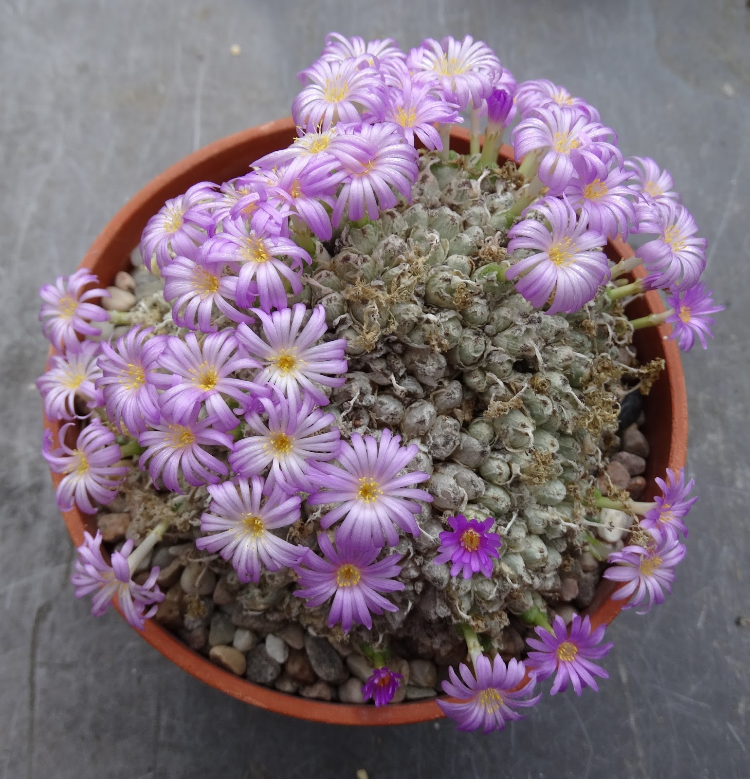 Succulent Sundae: CONOPHYTUM MARGINATUM KARAMOEPENSE