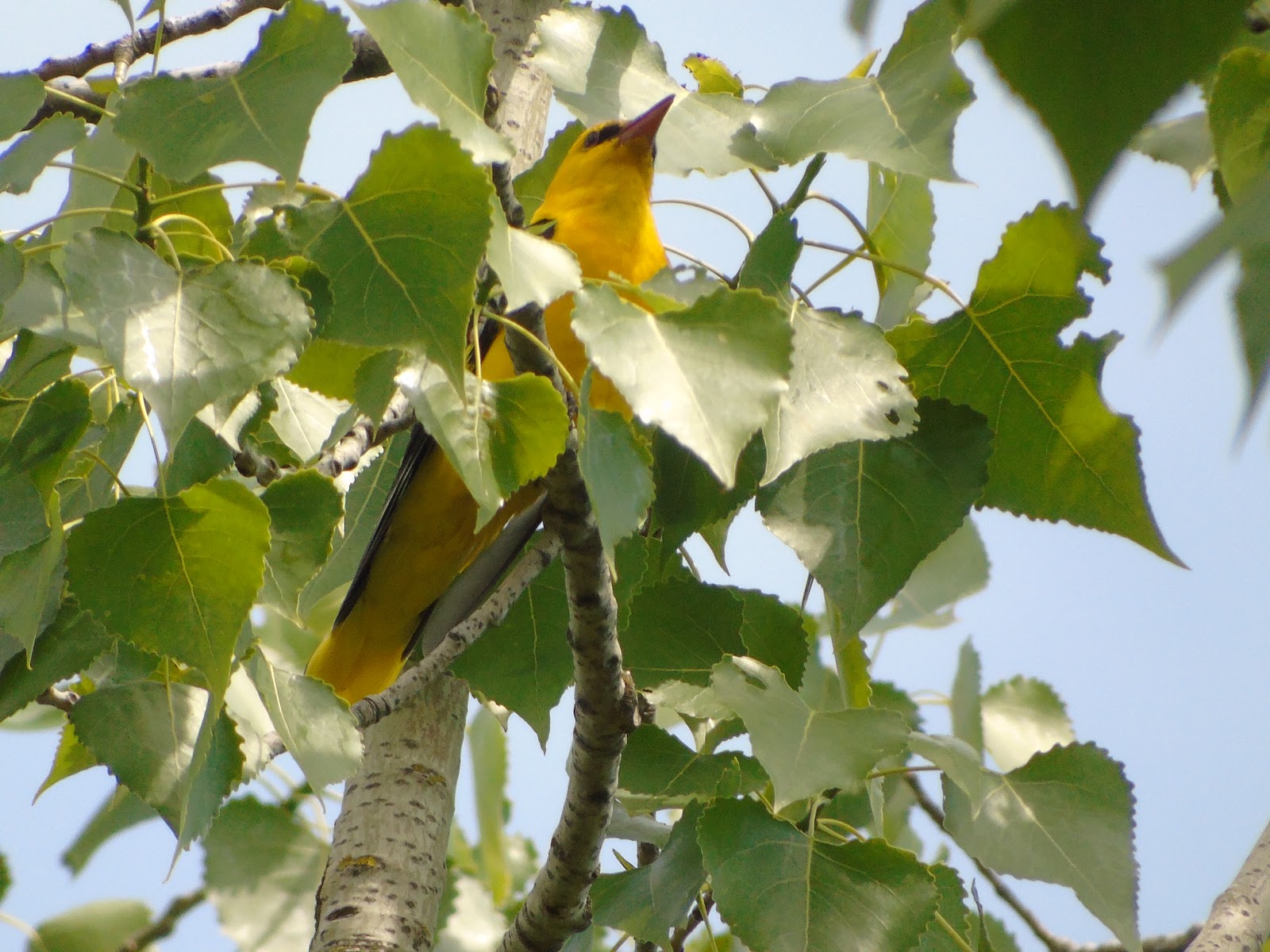 PASARI DIN ROMANIA: GRANGUR, Oriolus oriolus