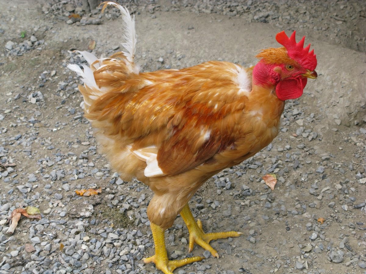 VeryCountryPeople: E il gallo canta