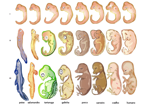 Pousadamente: Lei da Recapitulação