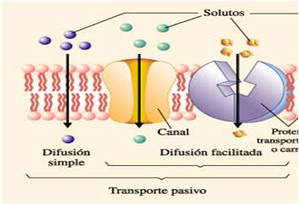 Primeros auxilios: Membranas Celulares