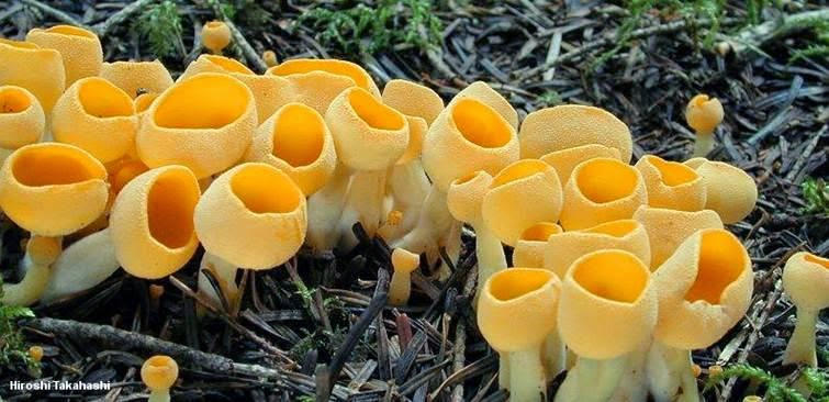 Ciencias de Joseleg: 7 REPRODUCCIÓN Y CICLO DE VIDA DE LOS ASCOMICETOS