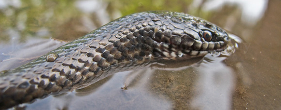 The Herpetology of Trinidad and Tobago: Erythrolamprus cobellus (Family ...