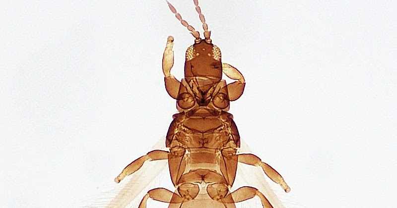 Variety of Life: Thripidae