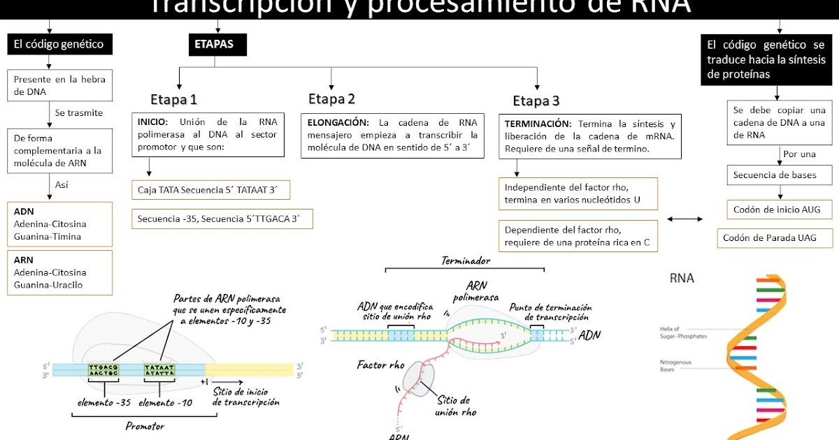 Blog de Fisiología Básica de Glenda Araceli Limón Salazar ciclo 2018-2019: Mapa conceptual de ...
