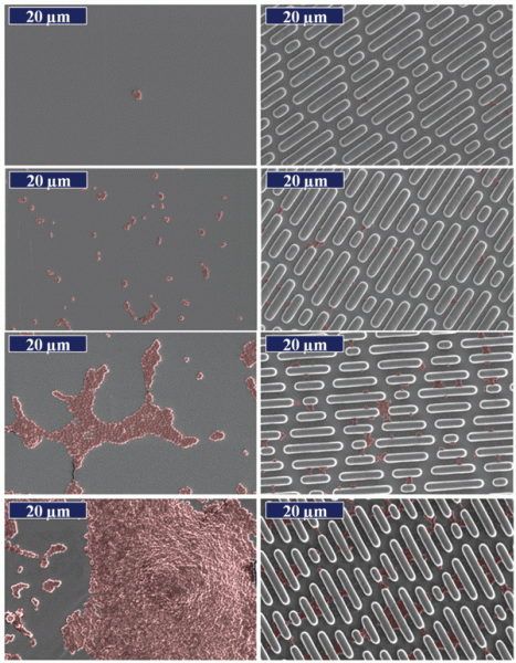 Biomimicry Design: Inspired by Nature: Sharklet: The Antimicrobial ...