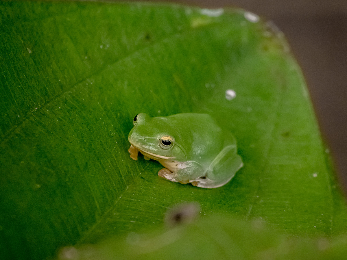 tower record: 超可愛的台北樹蛙_ The Precious Taipei Tree Frog Rhacophorus ...