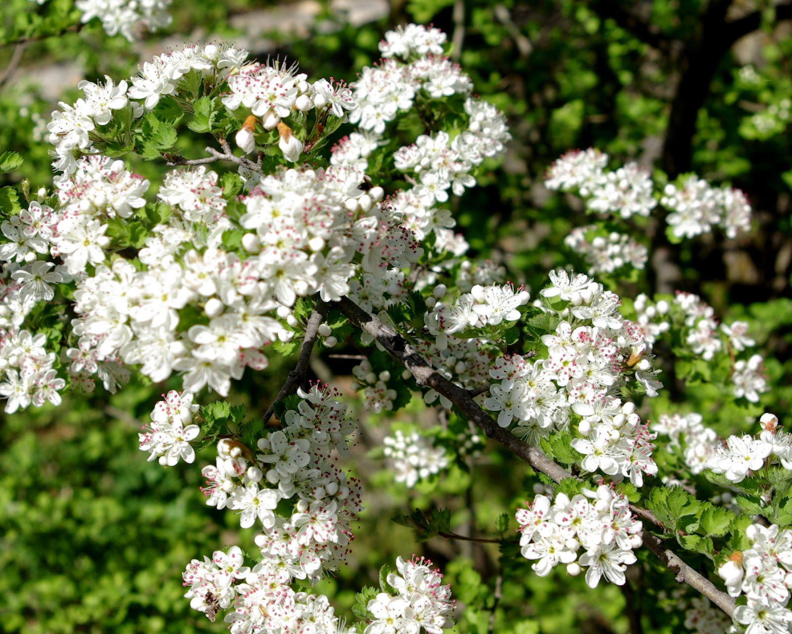 sweetbay: Coker Arboretum and Sisters' Garden, on a sunny day