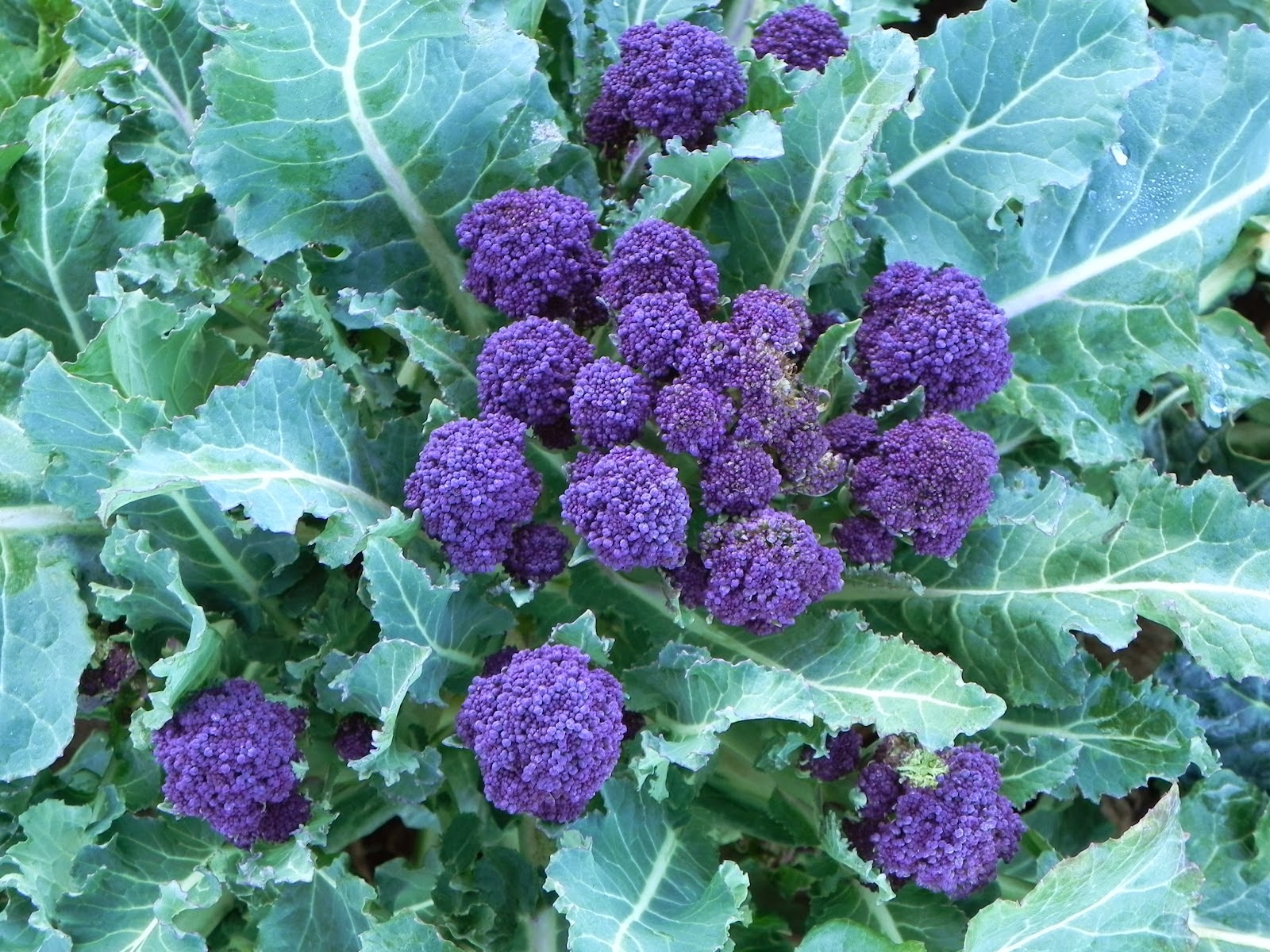 Brocolis Crespo Roxo Sprounting