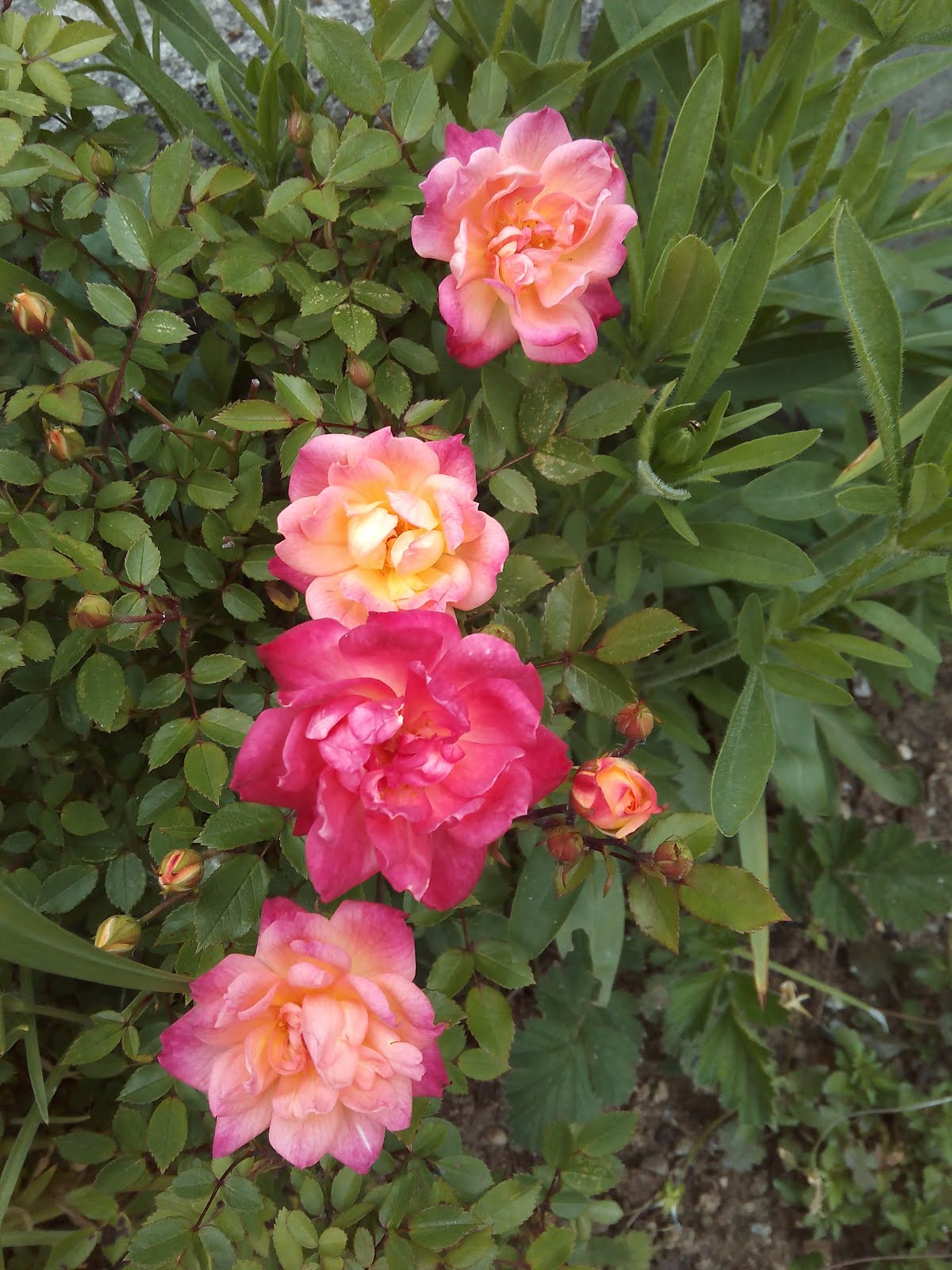 Fiori e fili di Iaia: Rosa baby masquerade