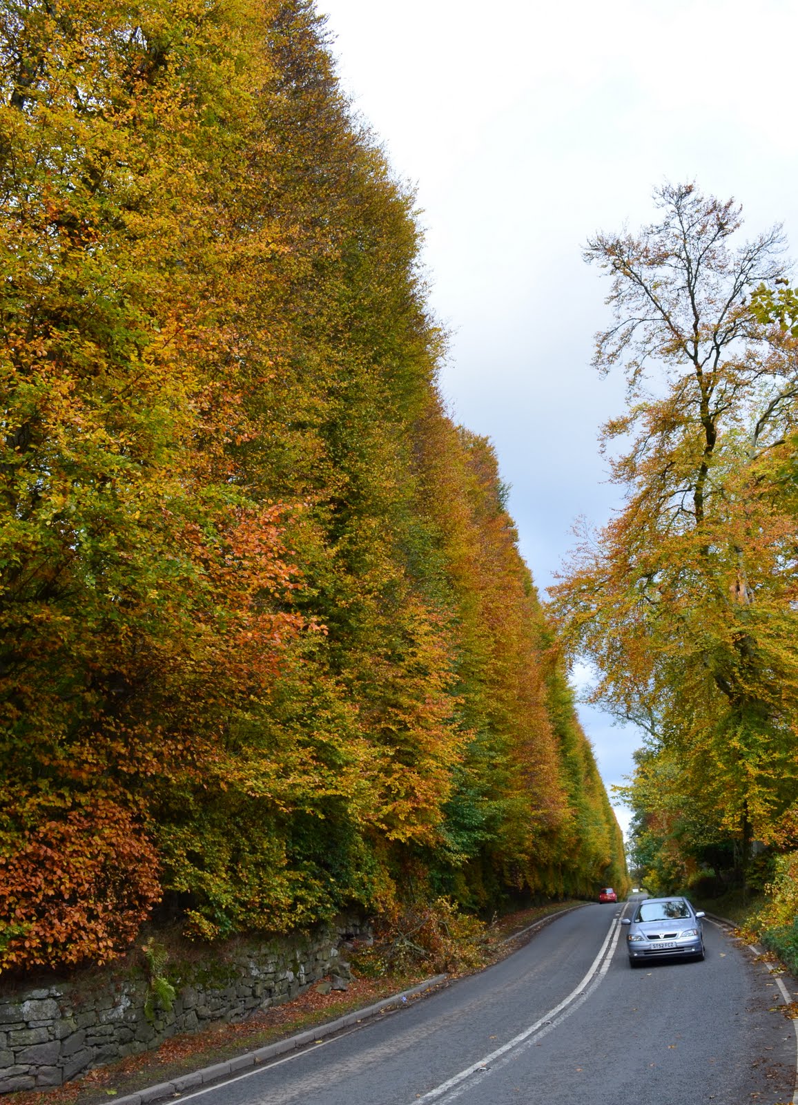 Tour Scotland: Tour Scotland Photographs Autumn Meikleour Beech Hedge ...