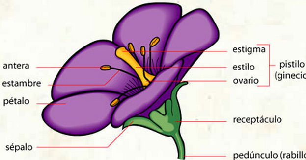 Informes de Biología Vegetal II