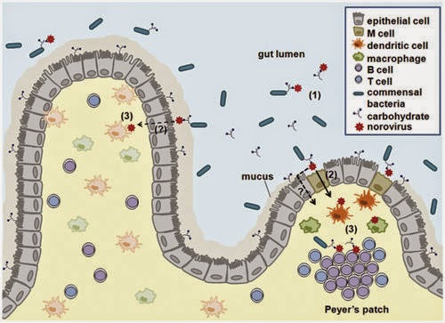 Medical Laboratory and Biomedical Science: How Noroviruses Infect the ...