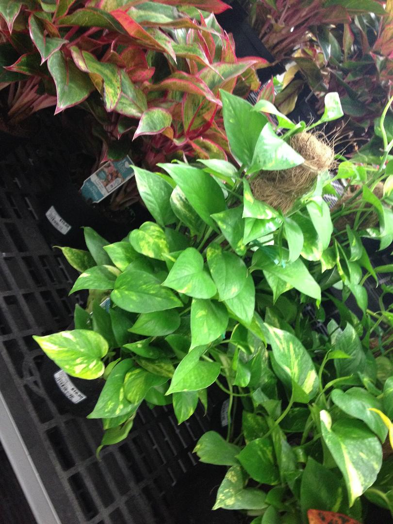 Sprouts: Note To Michele: Houseplant Identification