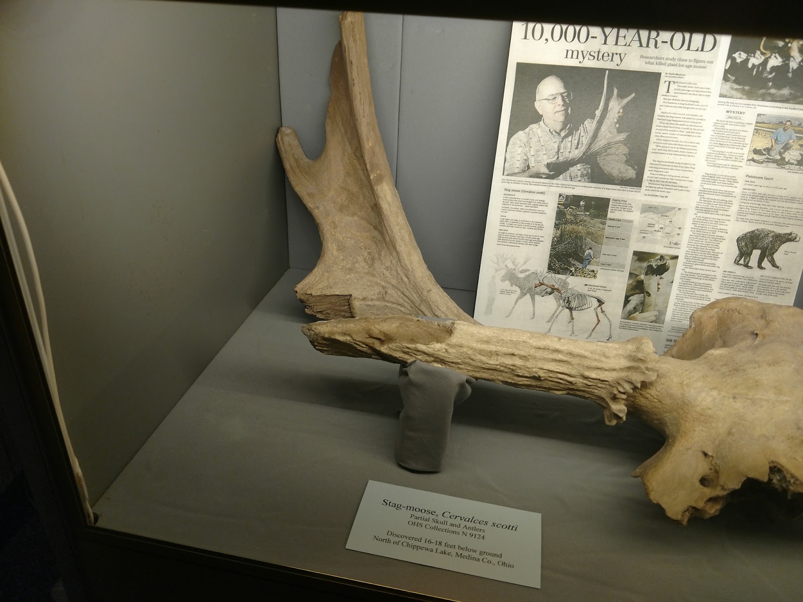 Travels of a Hobgoblin Taphophile: Stag-Moose Exhibit - Ohio History Center