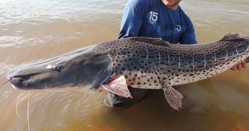 Noticias de Paleontologia: Descubren el primer ejemplar de surubí fósil.