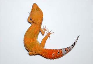 Gallery Reptile : JENIS-JENIS GECKO