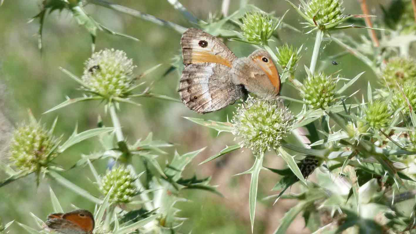 Faune Flore d'Ul: Papillon : Le Myrtil (Maniola jurtina)