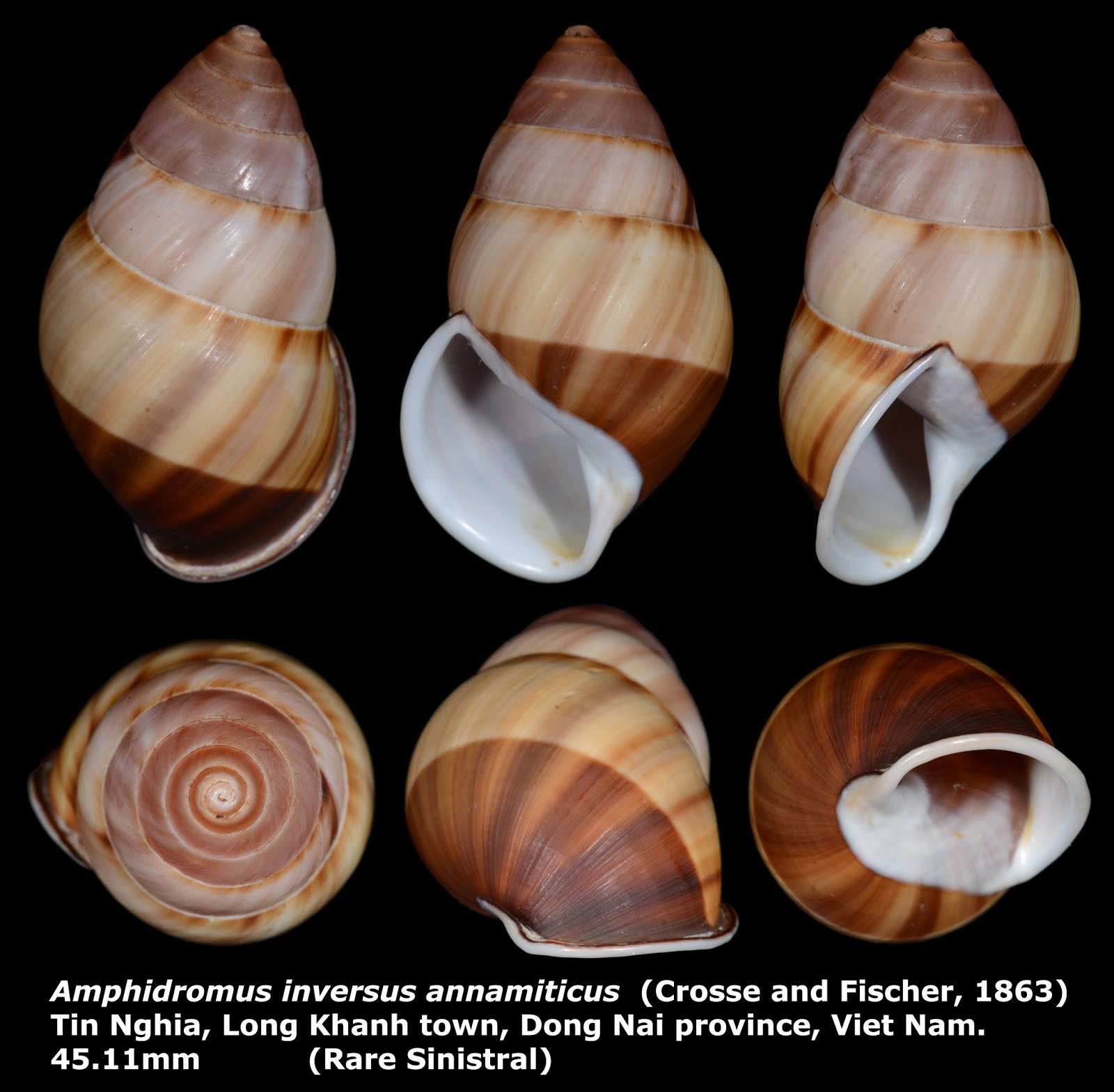 Dr. Lee's Gallery Museum: Amphidromus inversus annamiticus 45.11 to 56 ...