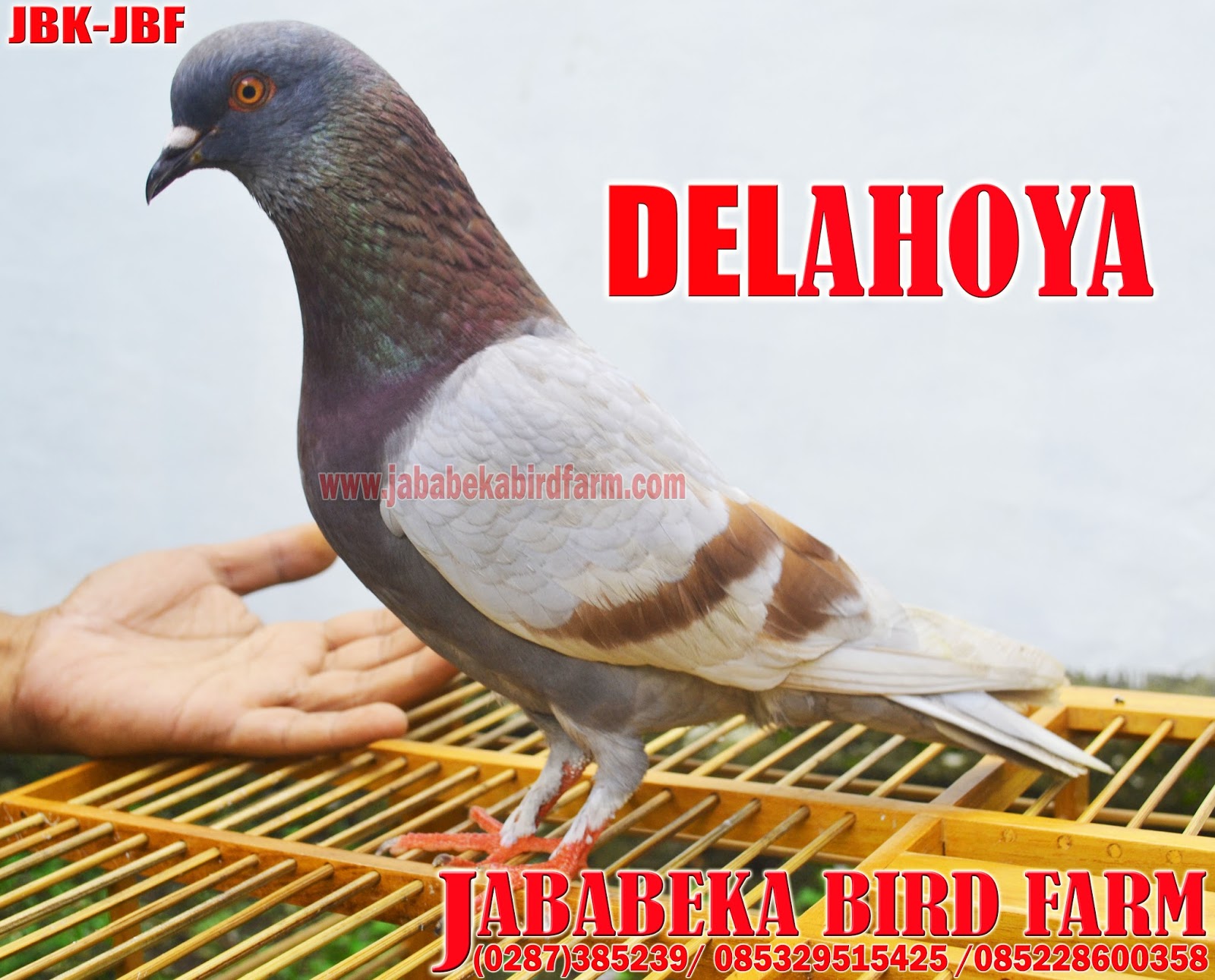 085228600358 / 085329515425 4 Karakter Kunci Merpati Kolong Juara Oleh ...