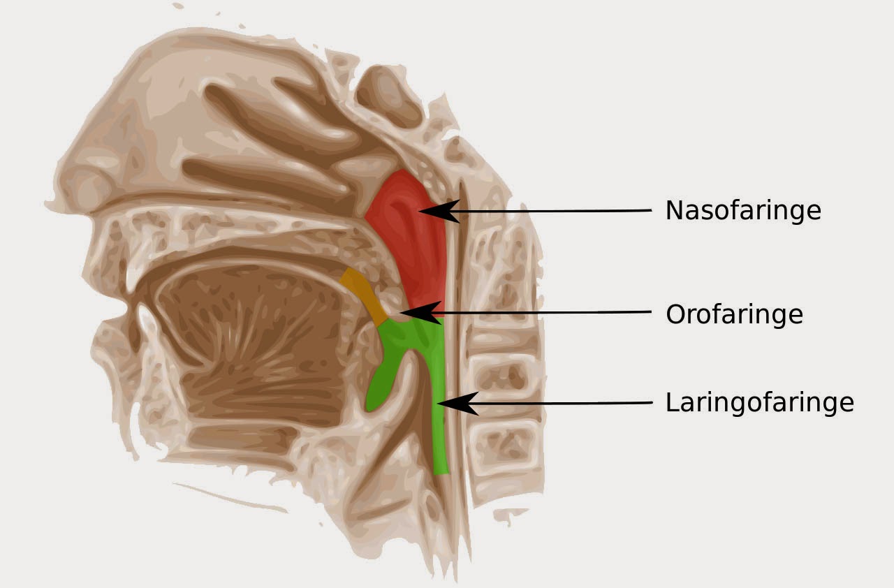 Todo Sobre el Cuerpo Humano: LA FARINGE