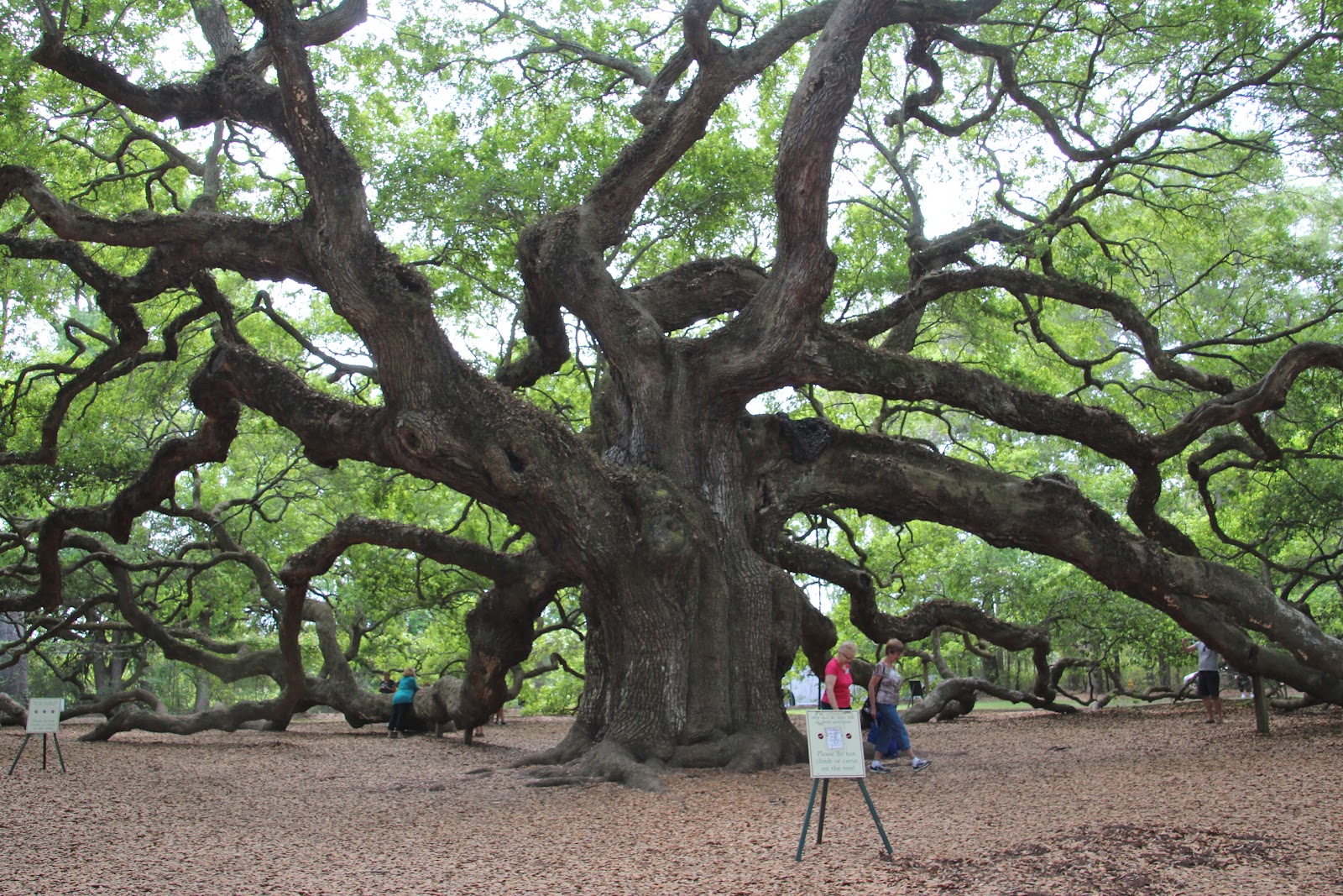 VISUAL SAINT PAUL: The Angel Tree