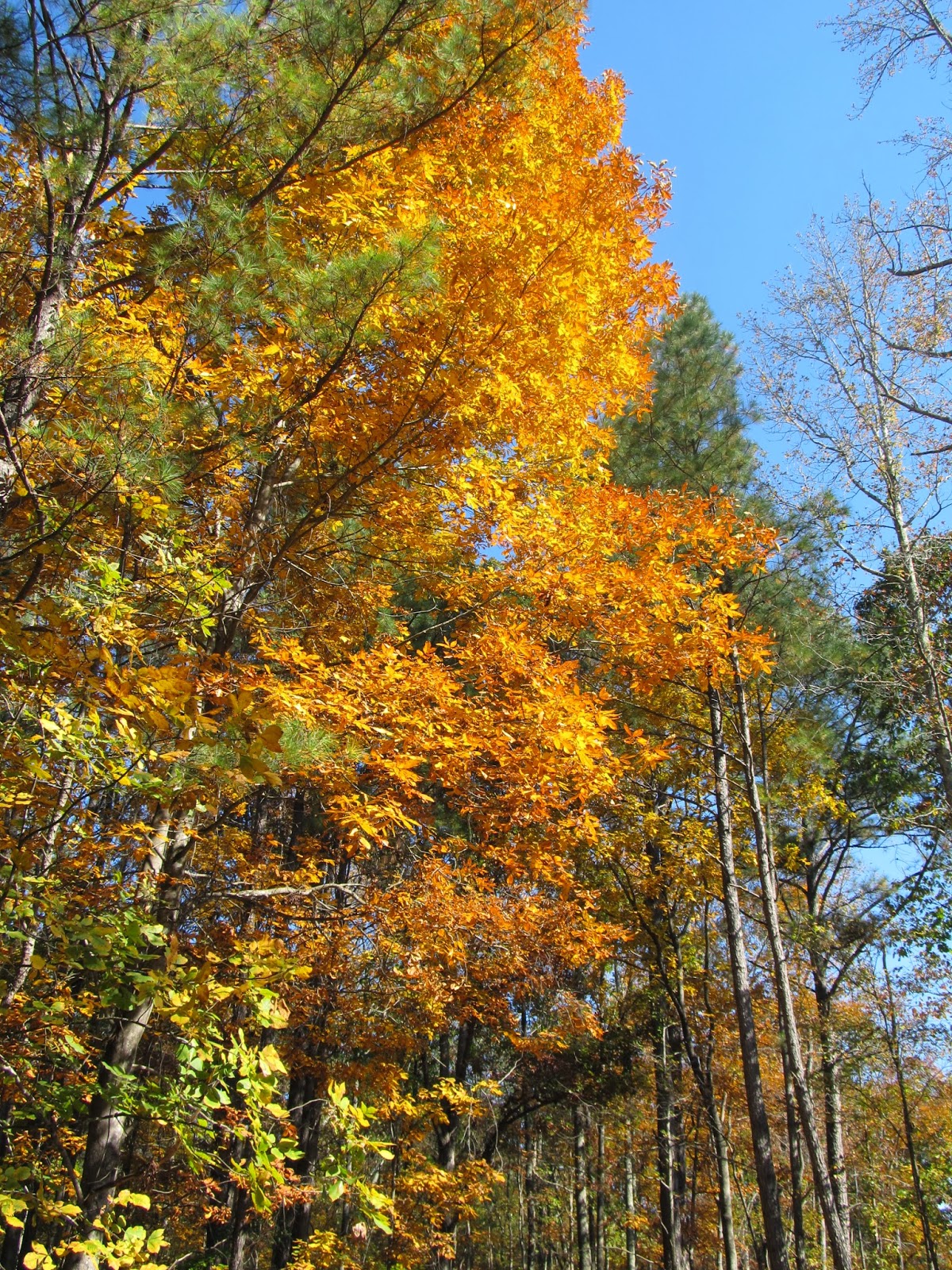 Georgia Girl With An English Heart: Georgia In November