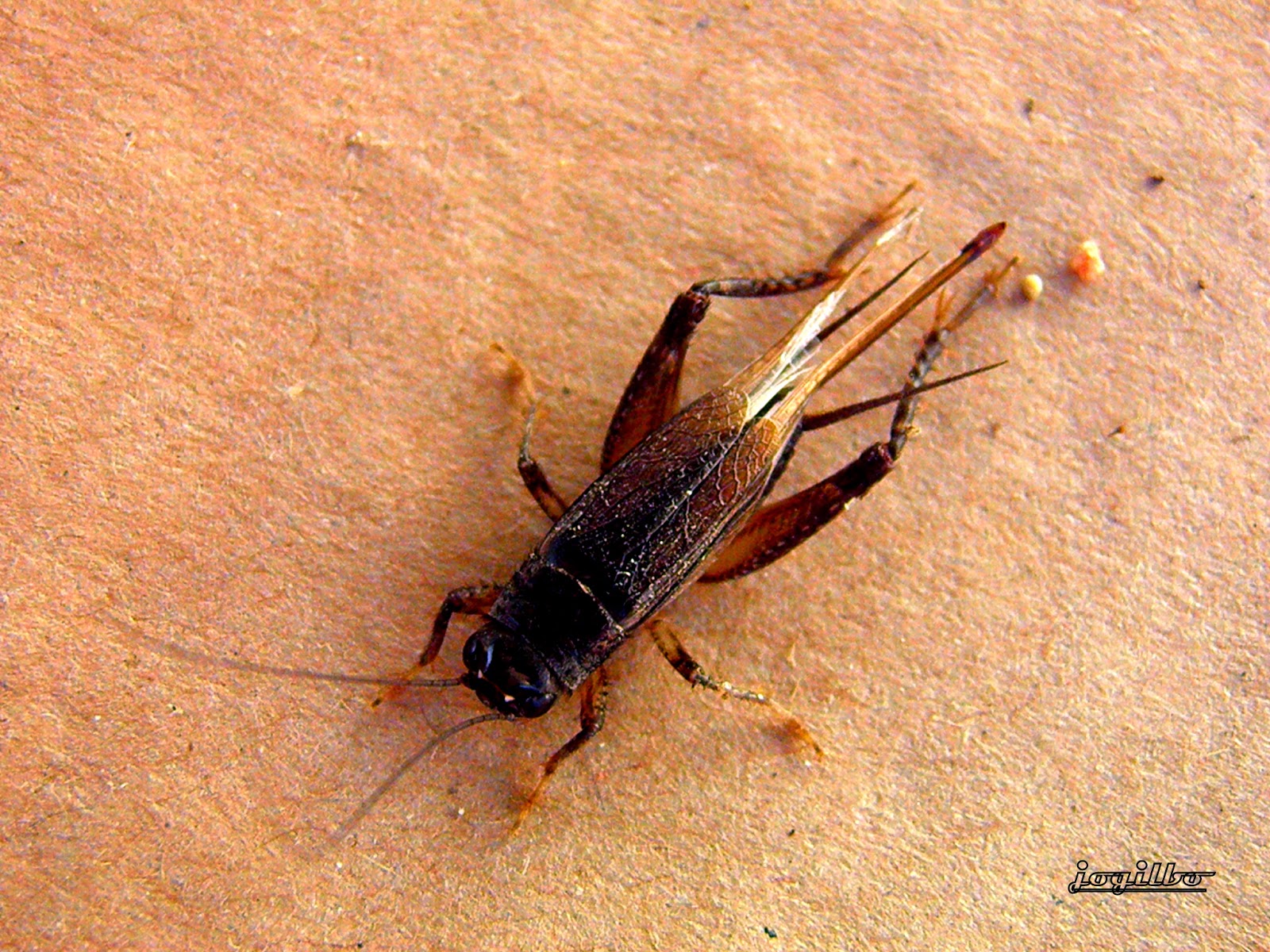 benquerer: Grilo-doméstico (Acheta domesticus)