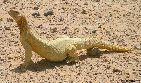 Love for Animals: Biawak vs Uromastyx
