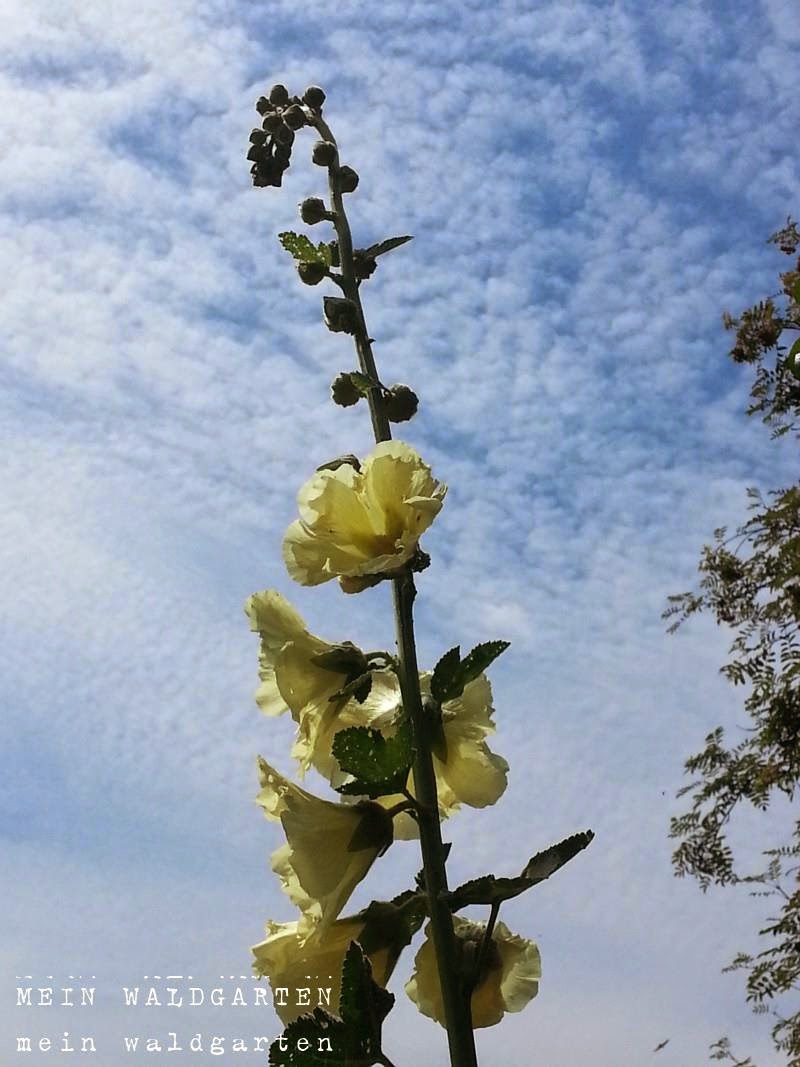 © Mein Waldgarten: Weisse und zweifarbige Stockrosen + gefingerte Blätter